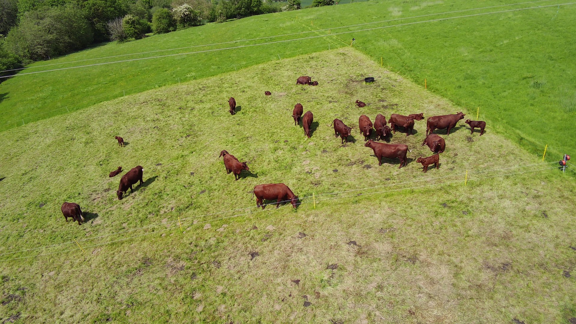 "Improving Our Lot" - Planned Holistic Grazing, for starters.. | Page ...