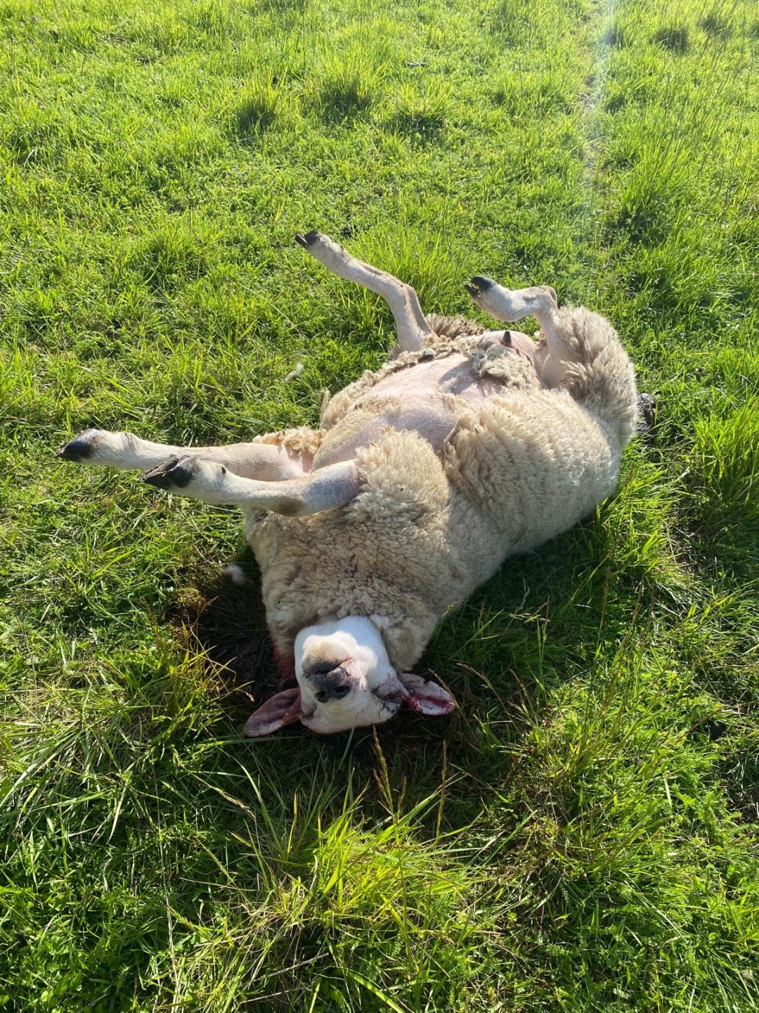 Big Black "Crows" Attacking Sheep | Page 3 | The Farming Forum