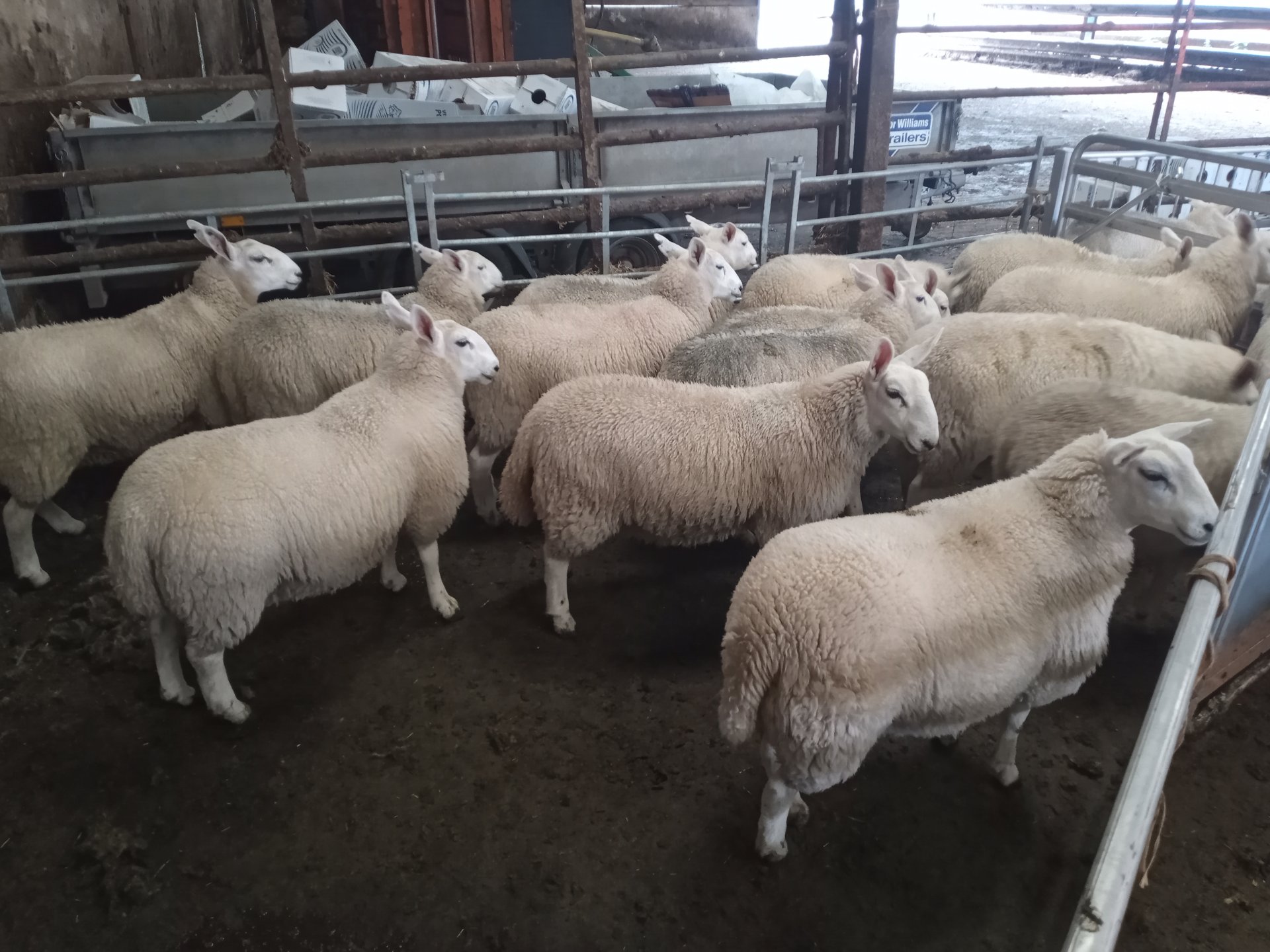 Confessions of the Sheep/Beef Cattle/Pig Addicts | Page 3371 | The ...