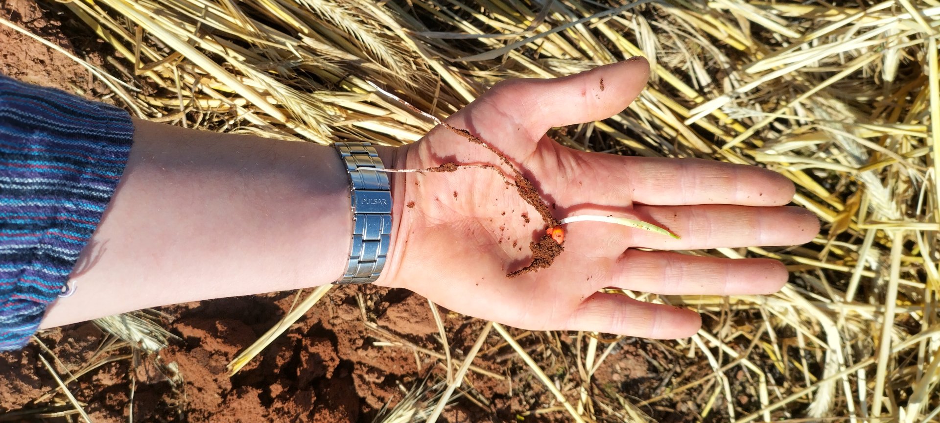 Direct/Strip-till drilling photo gallery | Page 148 | The Farming Forum