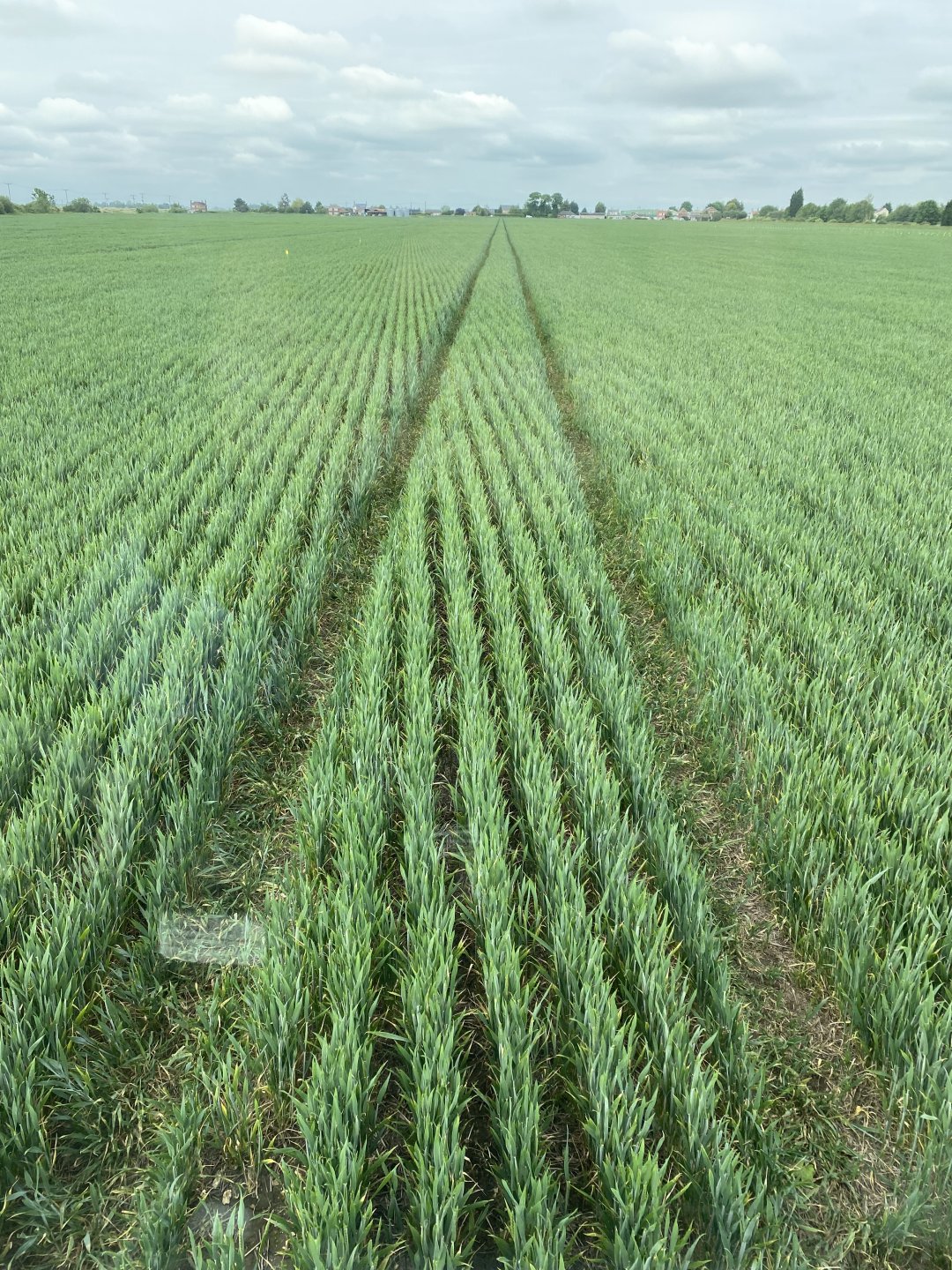 Direct/Strip-till drilling photo gallery | Page 148 | The Farming Forum