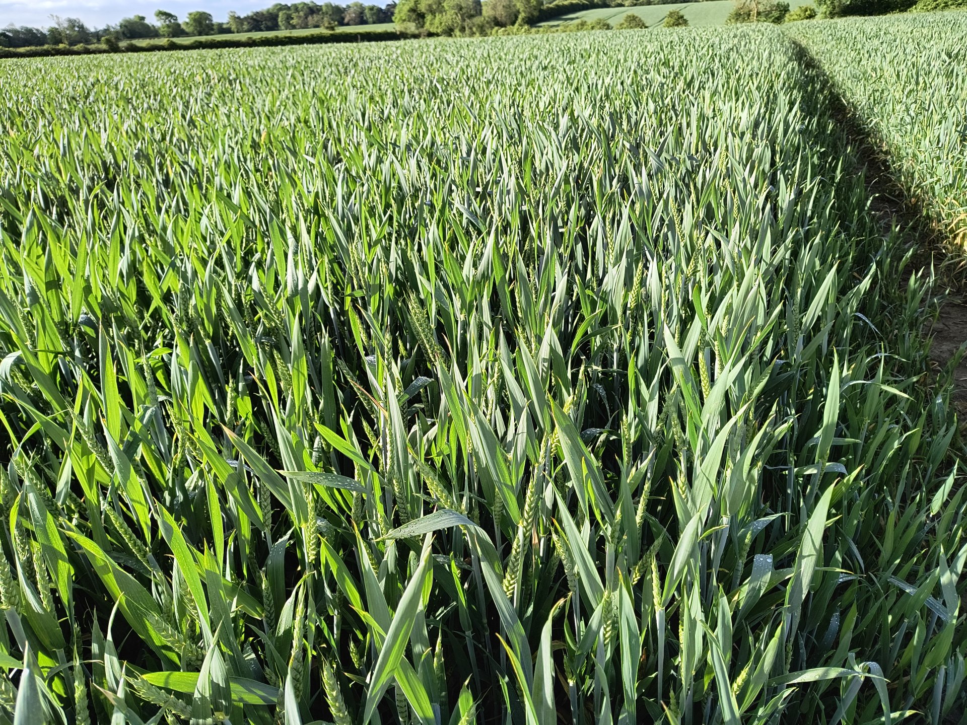 What % of winter crops not planted or destroyed | Page 78 | The Farming ...