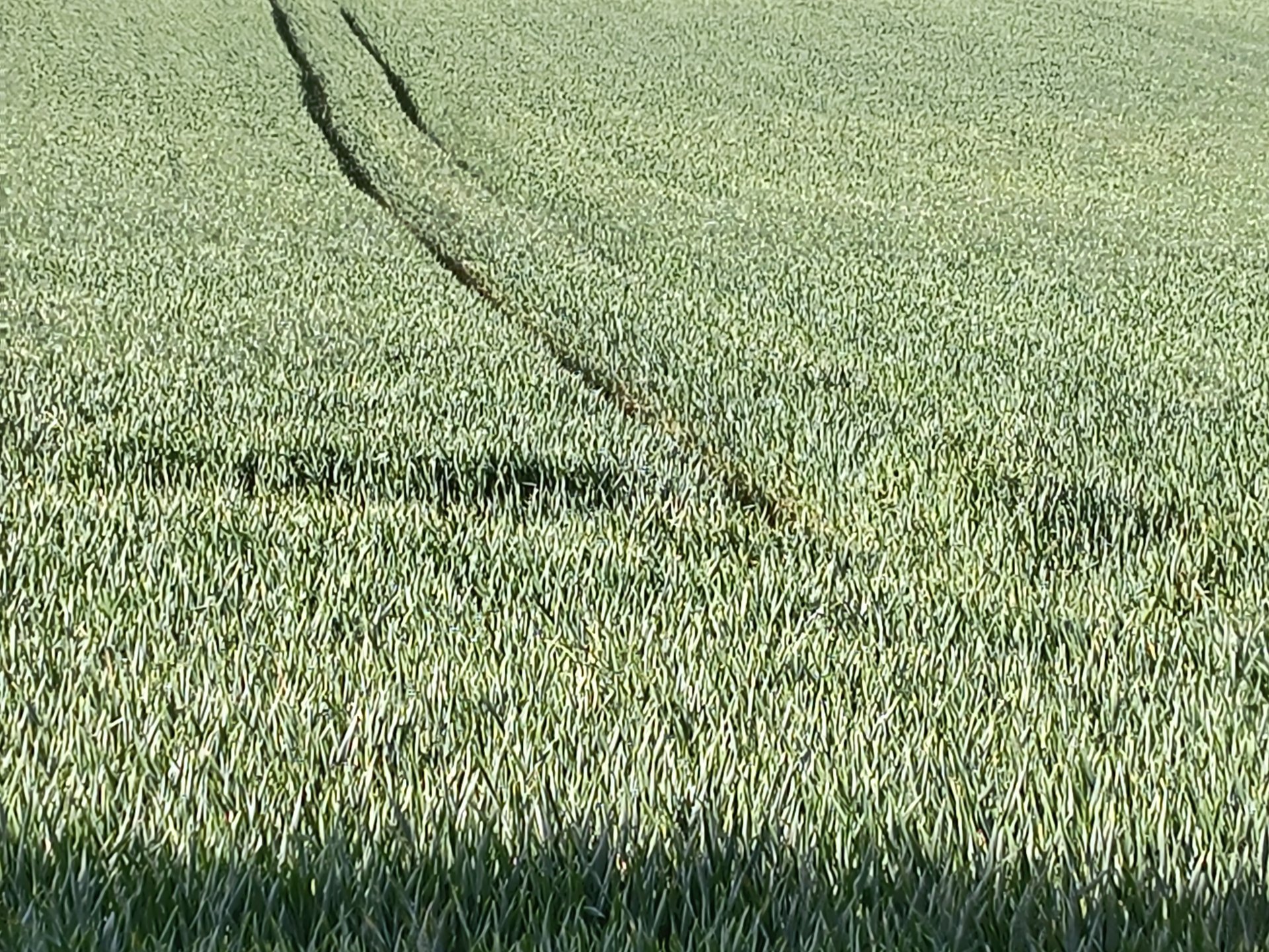 What % of winter crops not planted or destroyed | Page 78 | The Farming ...
