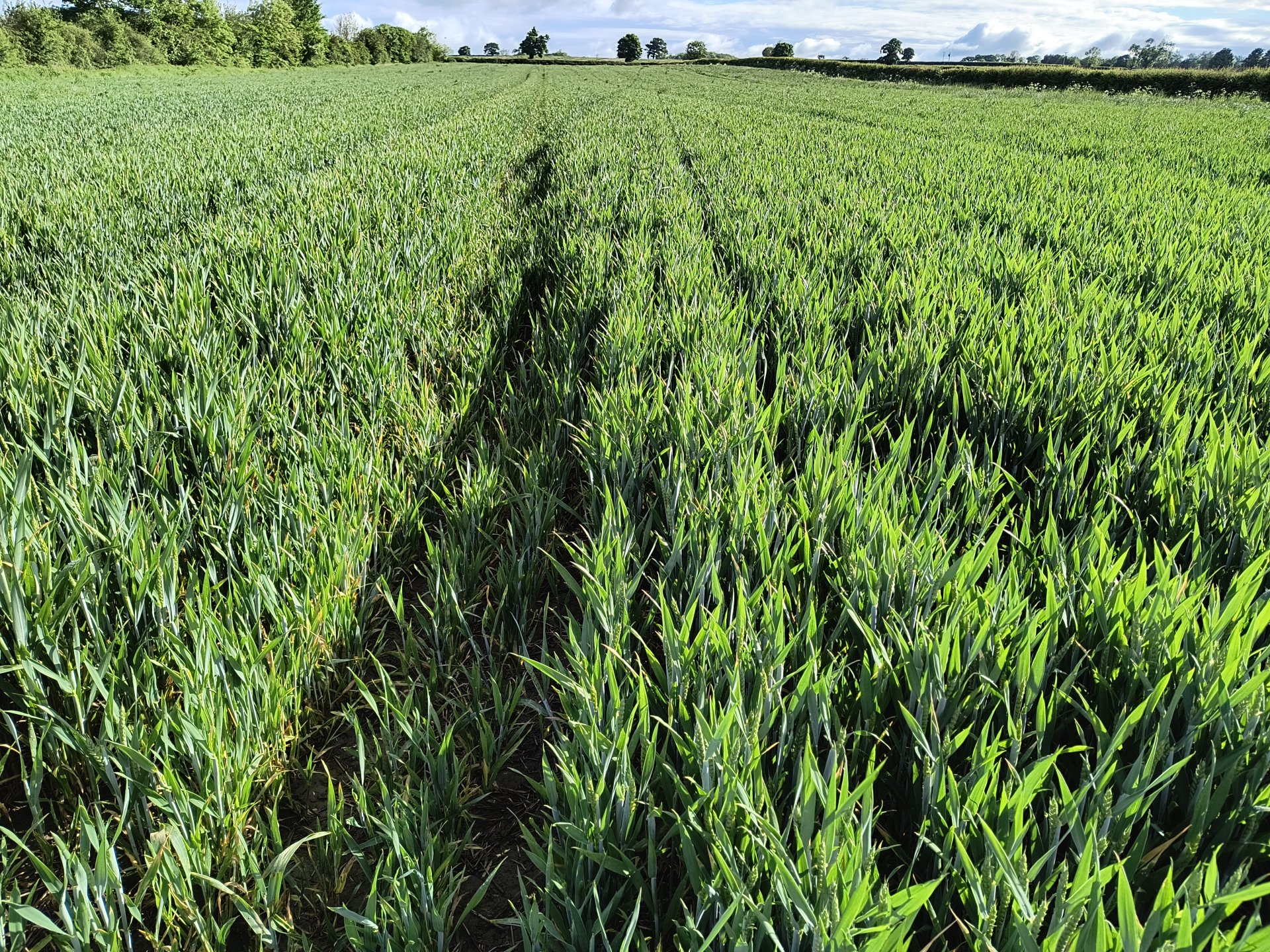What % of winter crops not planted or destroyed | Page 78 | The Farming ...