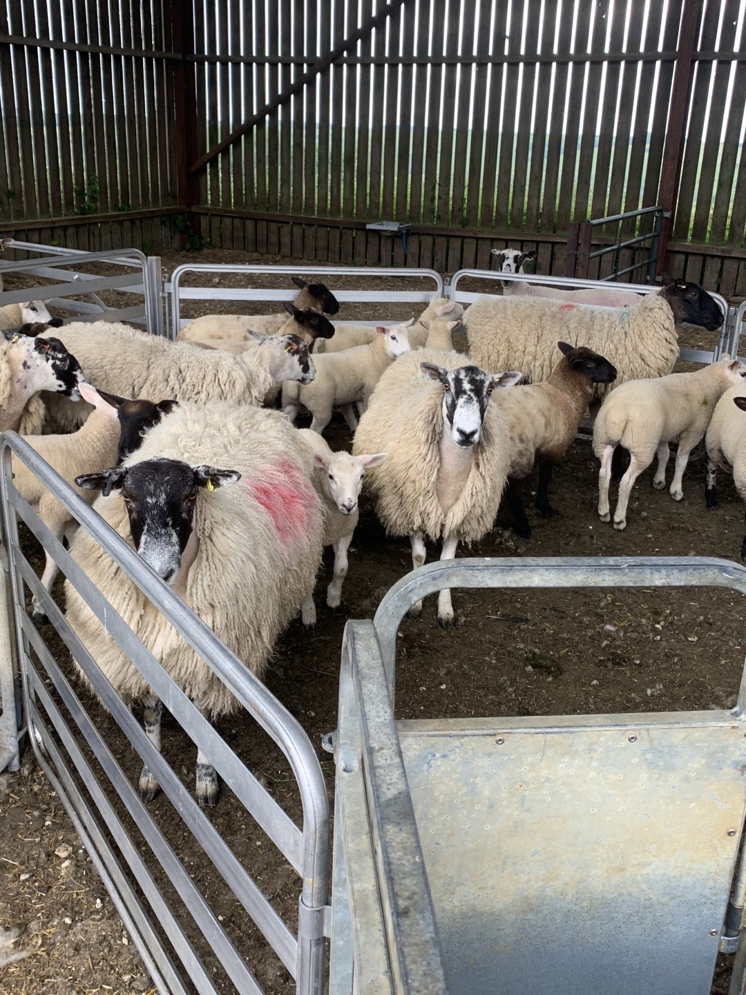 Confessions of the Sheep/Beef Cattle/Pig Addicts | Page 3406 | The ...