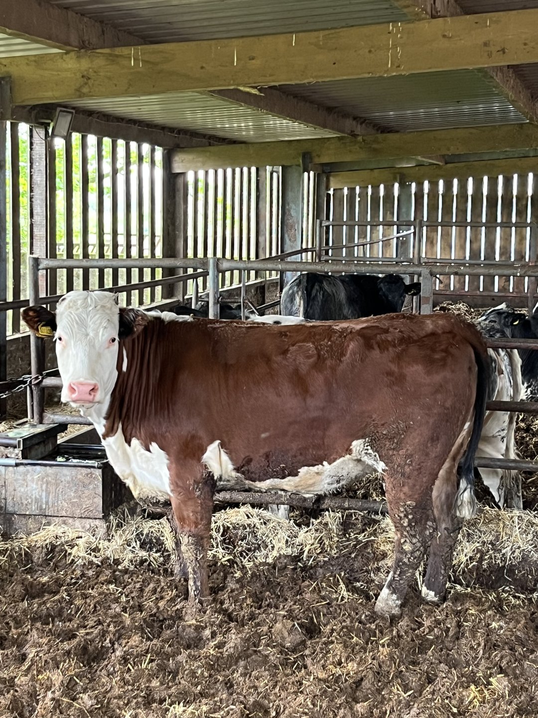 Beef / Lamb & Pig Price Tracker | Page 7880 | The Farming Forum