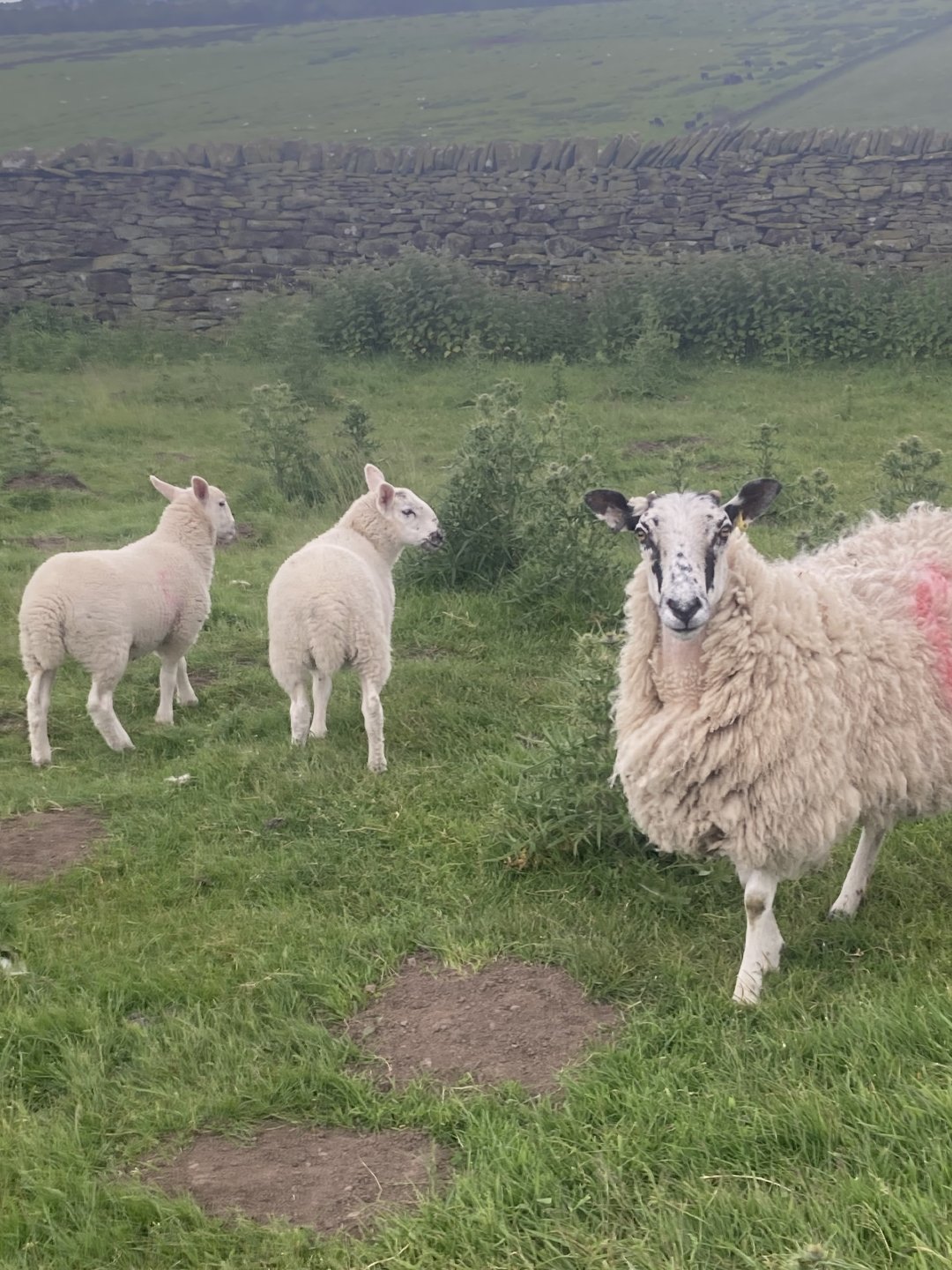 North country cheviot | Page 26 | The Farming Forum