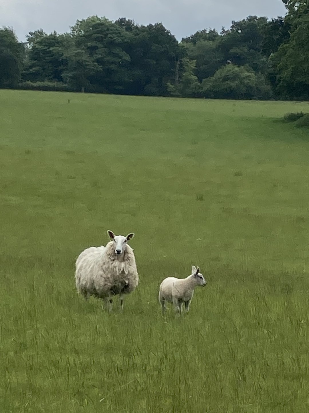 North country cheviot | Page 26 | The Farming Forum