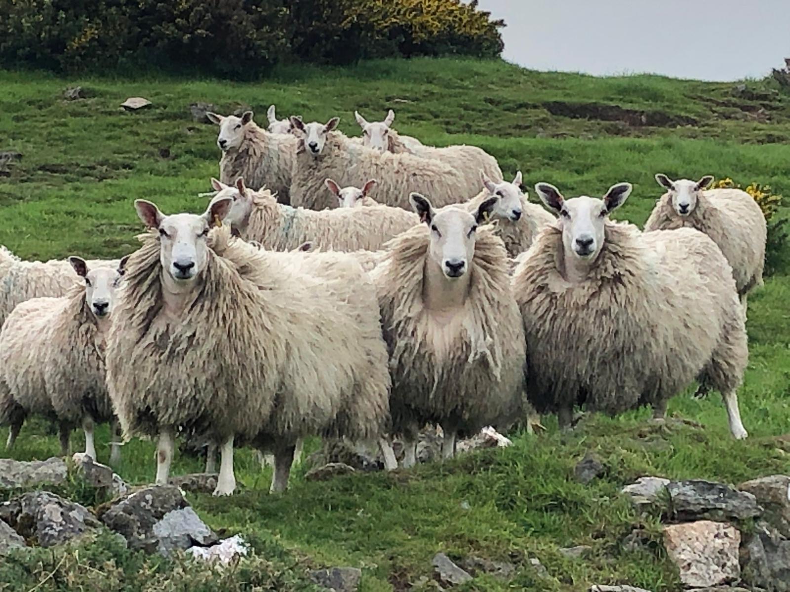 North country cheviot | Page 26 | The Farming Forum