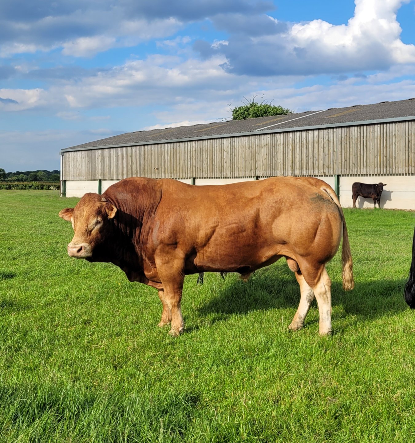 Blonde or limousin cattle? | Page 8 | The Farming Forum