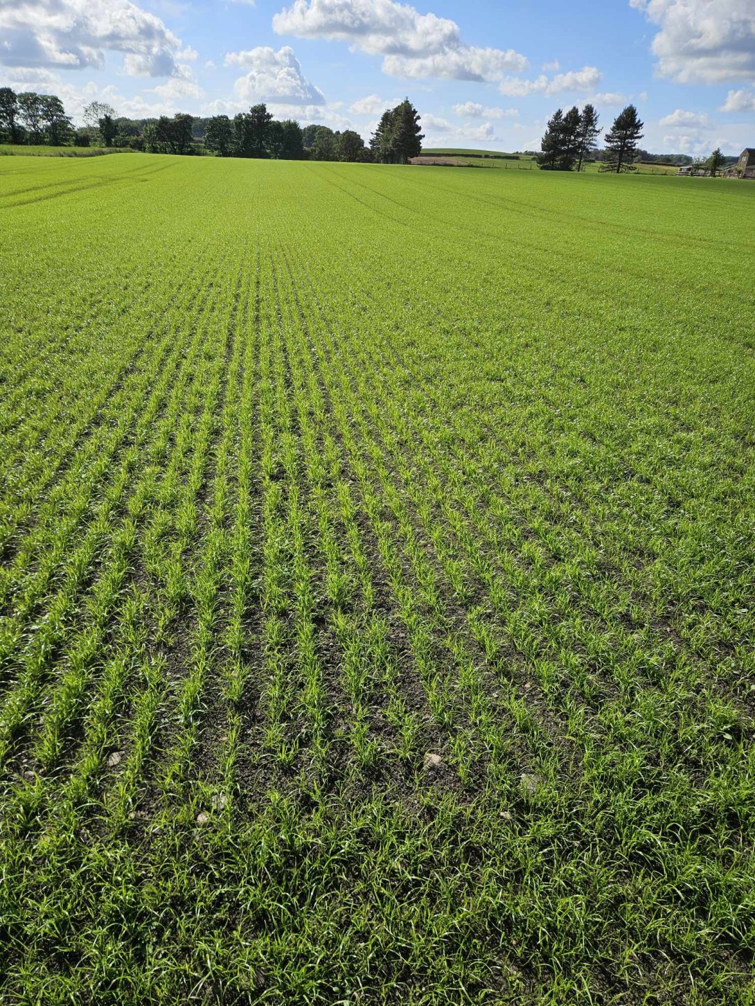 Reseeding Ciat | Page 2 | The Farming Forum