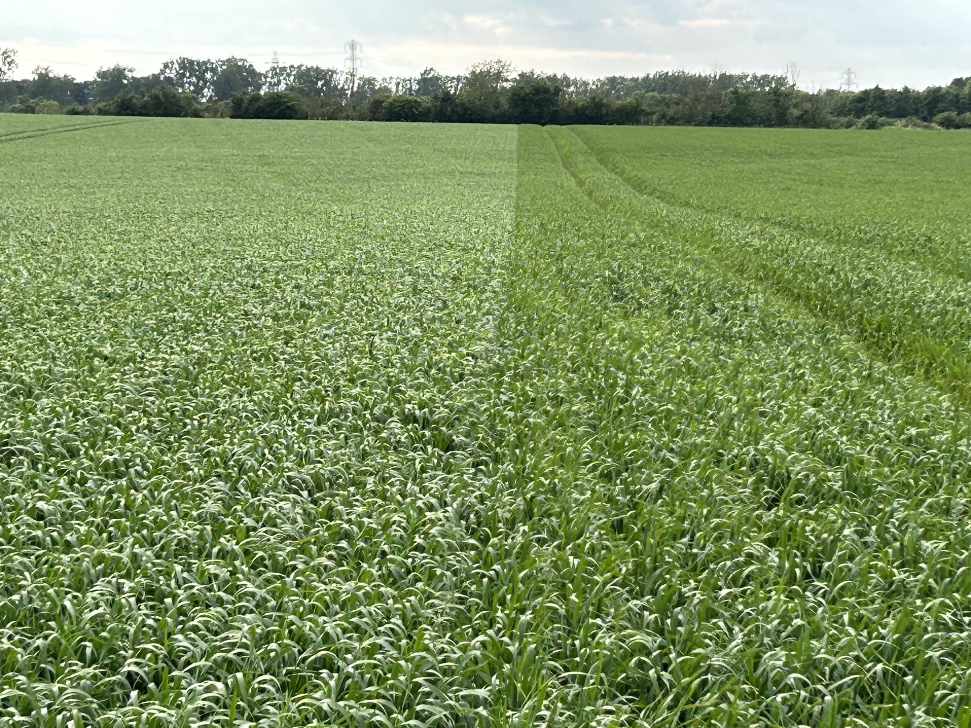 Isabel spring oats | Page 4 | The Farming Forum