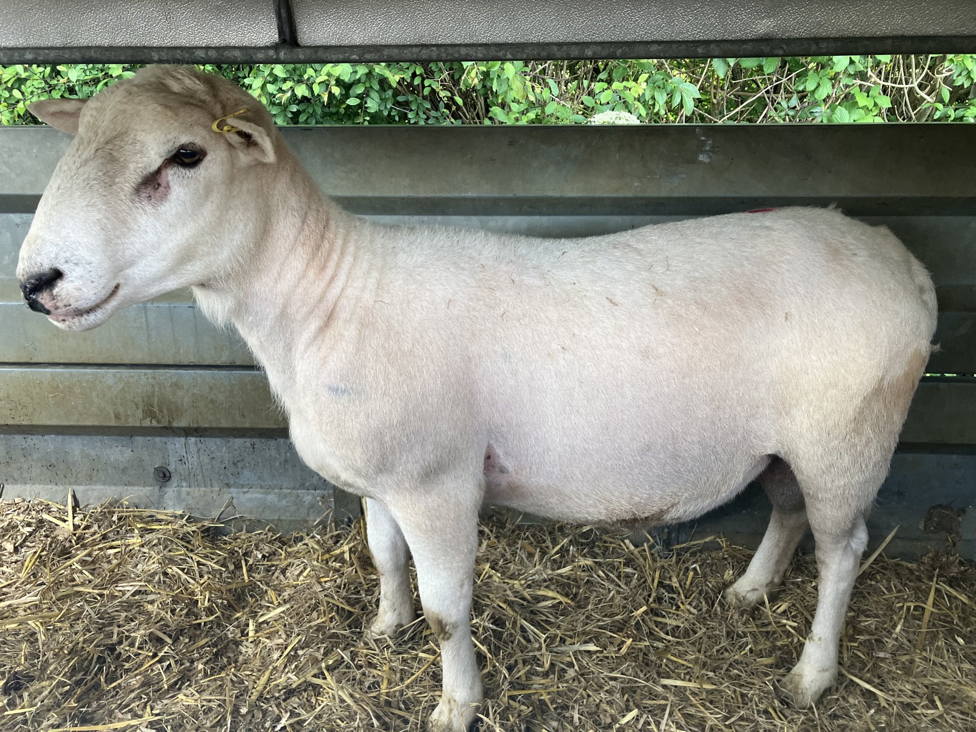 Easycare sheep experiment | Page 64 | The Farming Forum