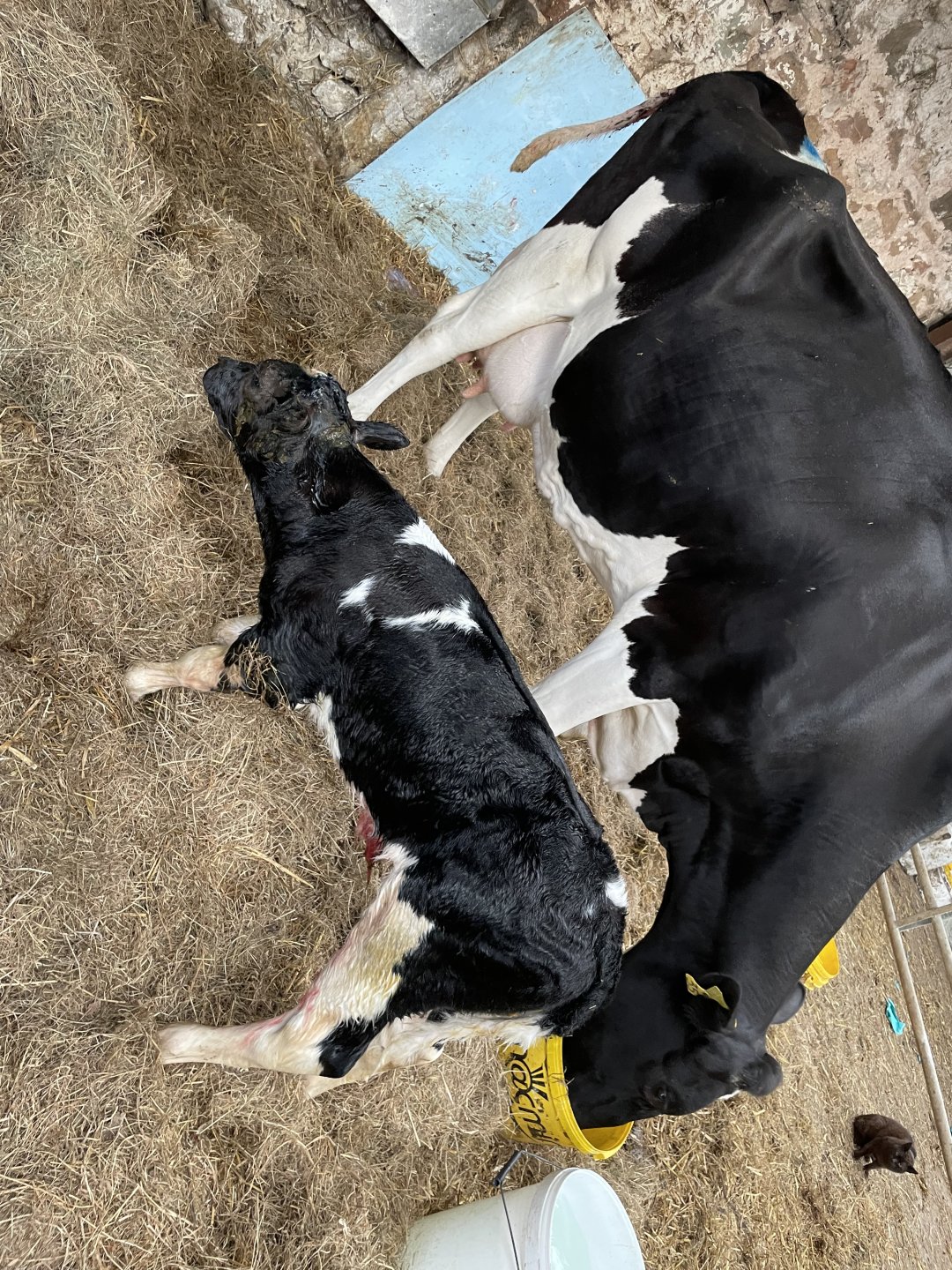 All things Dairy | Page 3334 | The Farming Forum