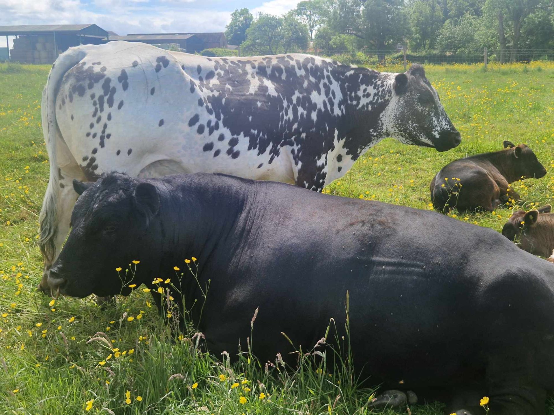 New suckler herd | Page 3 | The Farming Forum