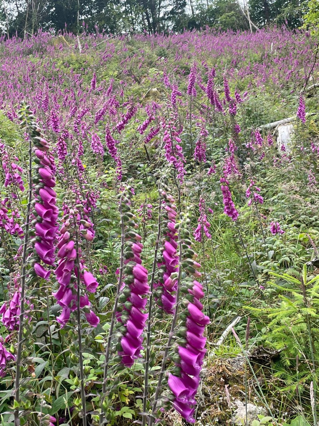 Gone's random pictures | Page 4 | The Farming Forum