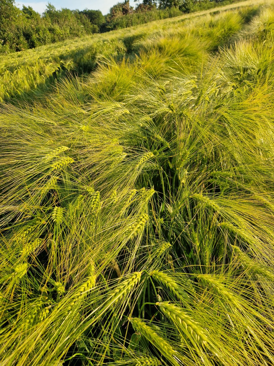 Gone's random pictures | Page 4 | The Farming Forum