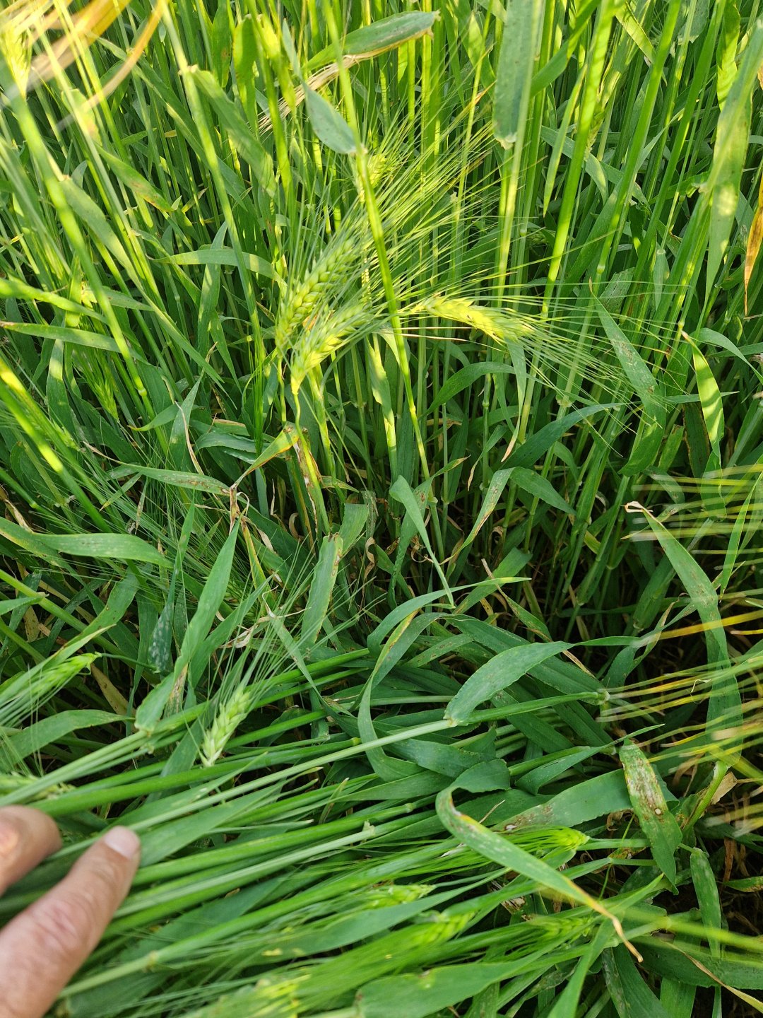 Gone's random pictures | Page 4 | The Farming Forum