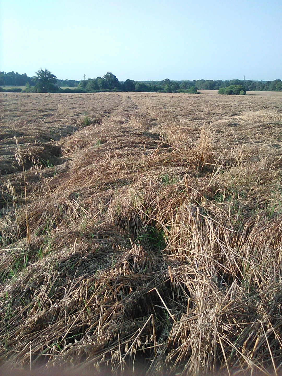 Laid crops in France | The Farming Forum
