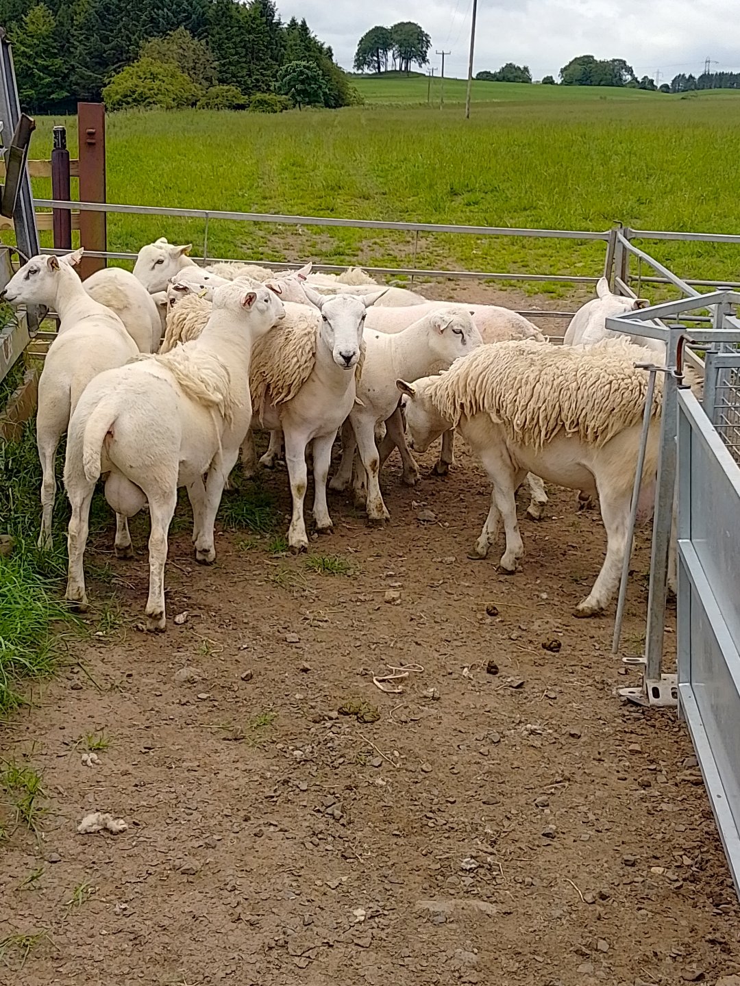 Confessions of the Sheep/Beef Cattle/Pig Addicts | Page 3517 | The ...