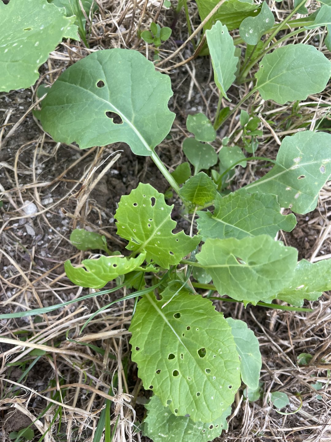 Turnips/rape. | Page 2 | The Farming Forum