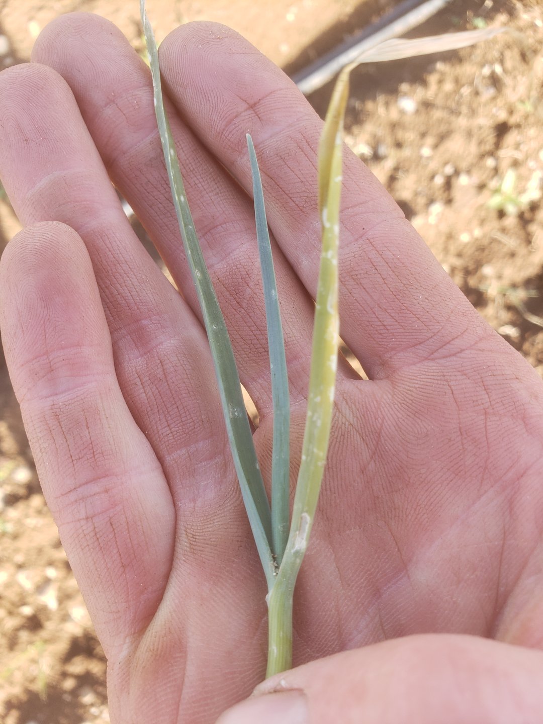 Growing Leeks | Page 3 | The Farming Forum