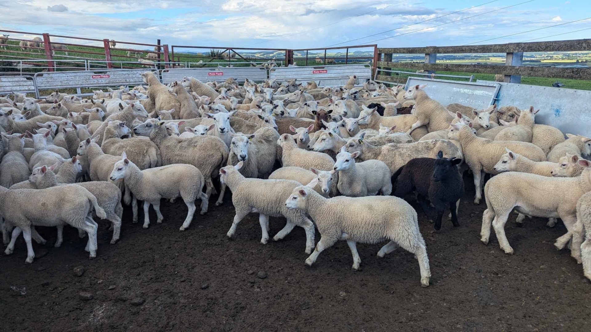 Confessions of the Sheep/Beef Cattle/Pig Addicts | Page 3549 | The ...