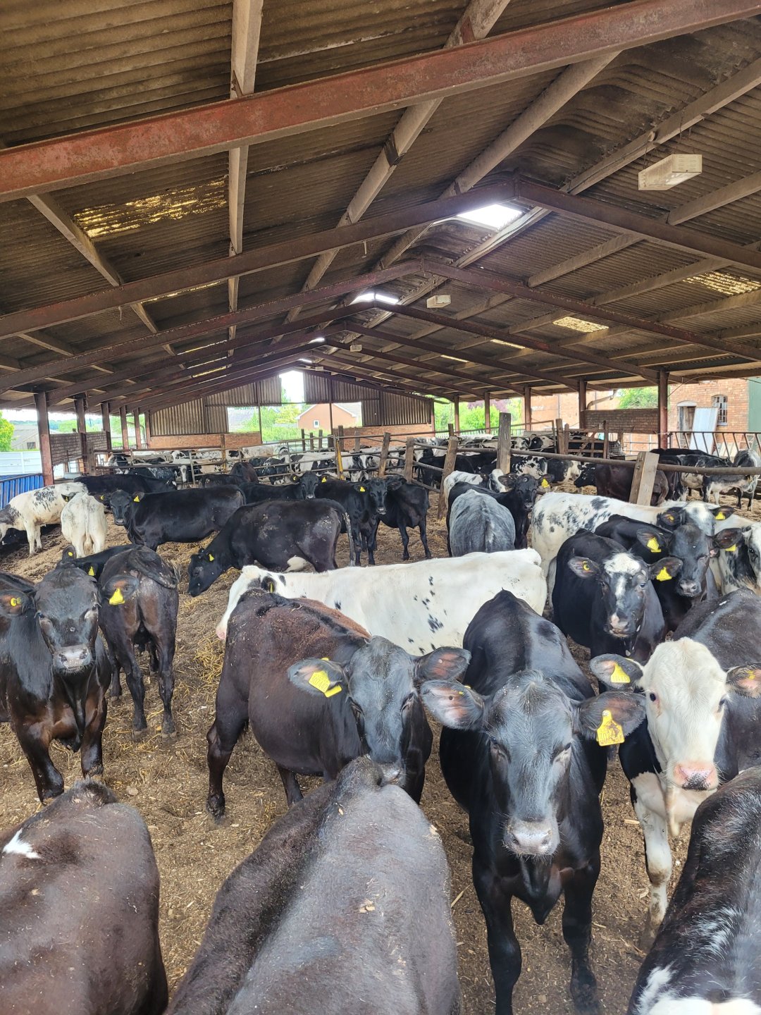 Buying milk calves... | Page 31 | The Farming Forum