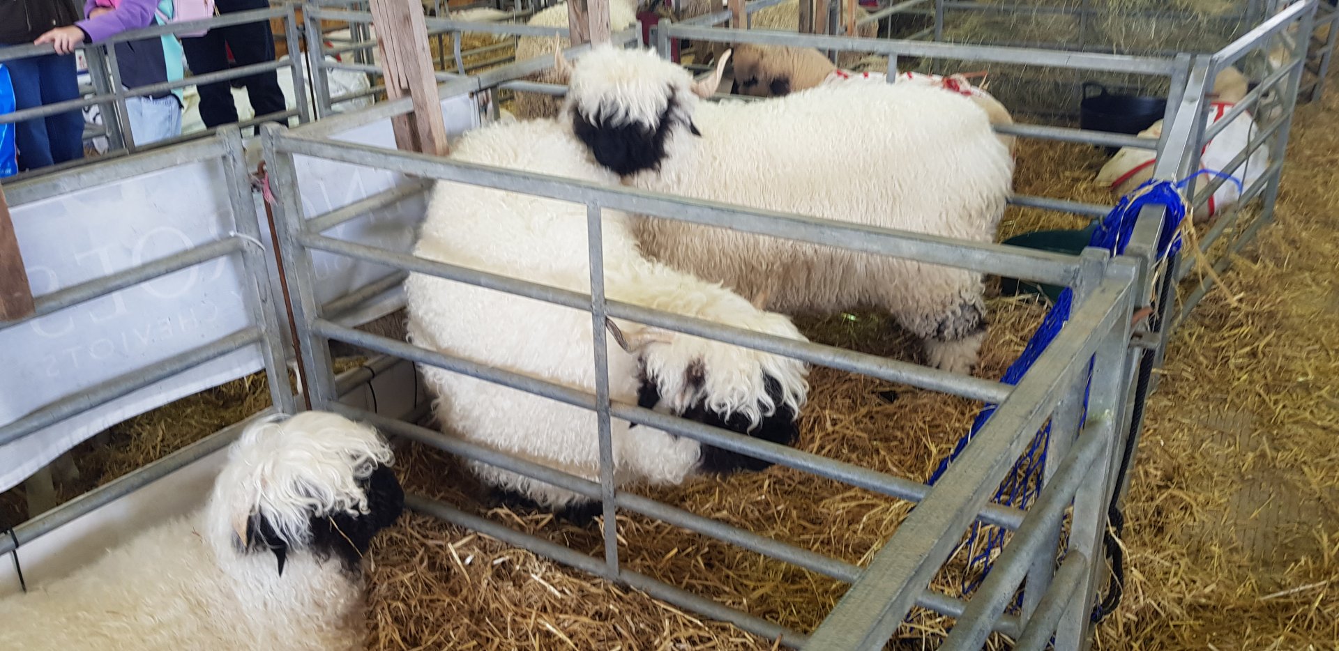 RWAS 2024 | Page 2 | The Farming Forum