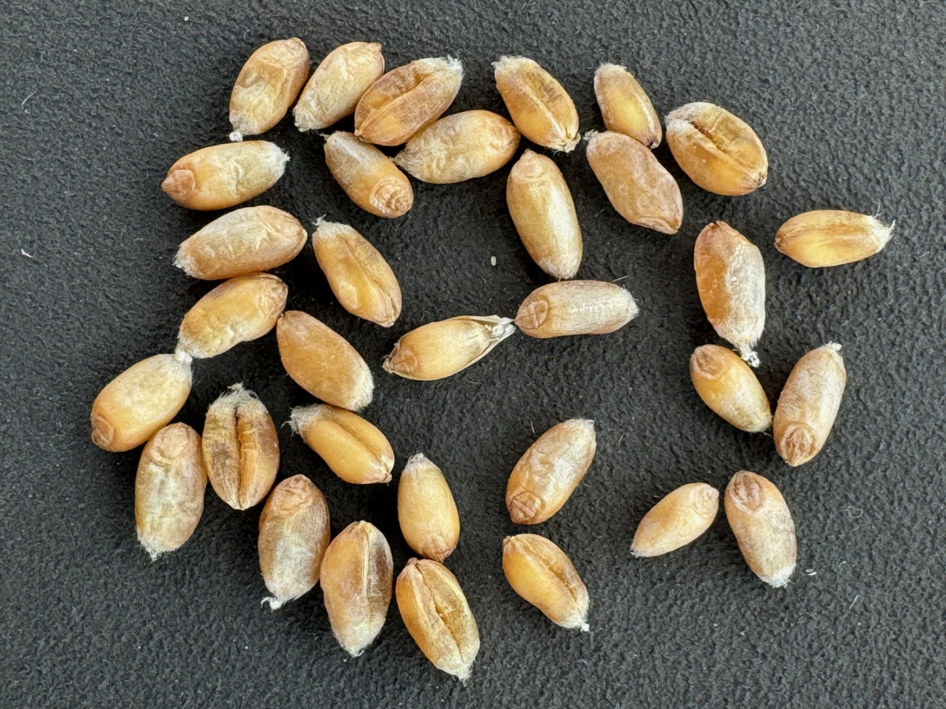 Harvest '24 hold-up ? | Page 16 | The Farming Forum