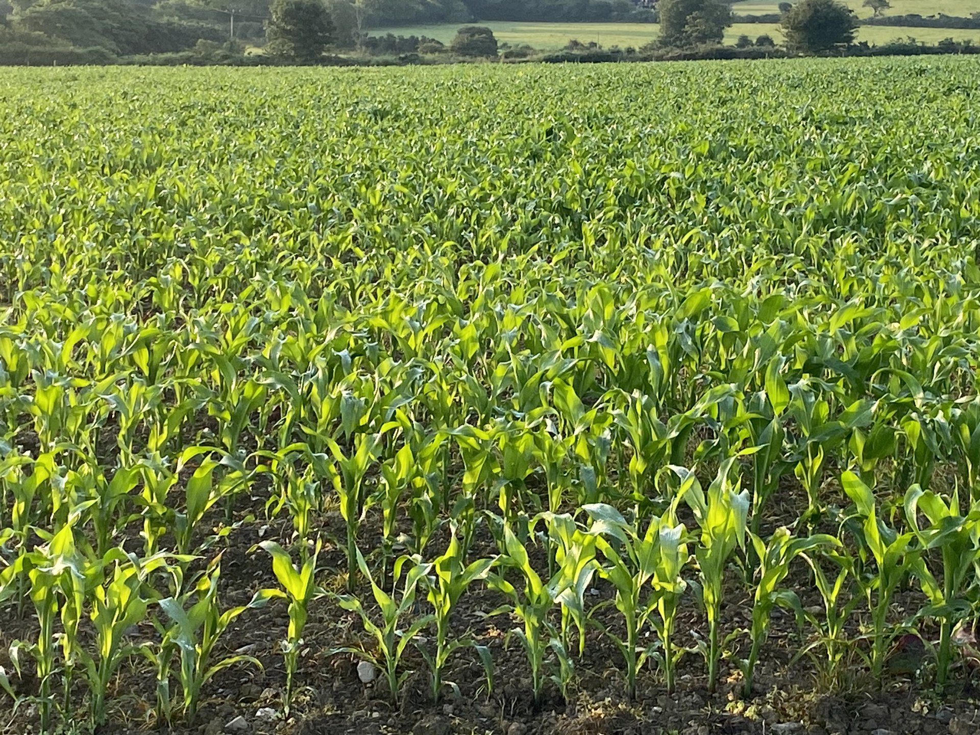 Maize 24 | Page 27 | The Farming Forum