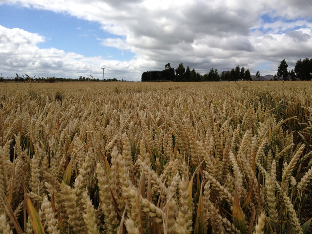 Direct Drilled Crops | The Farming Forum