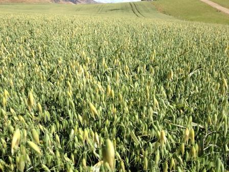 Direct Drilled Crops | The Farming Forum