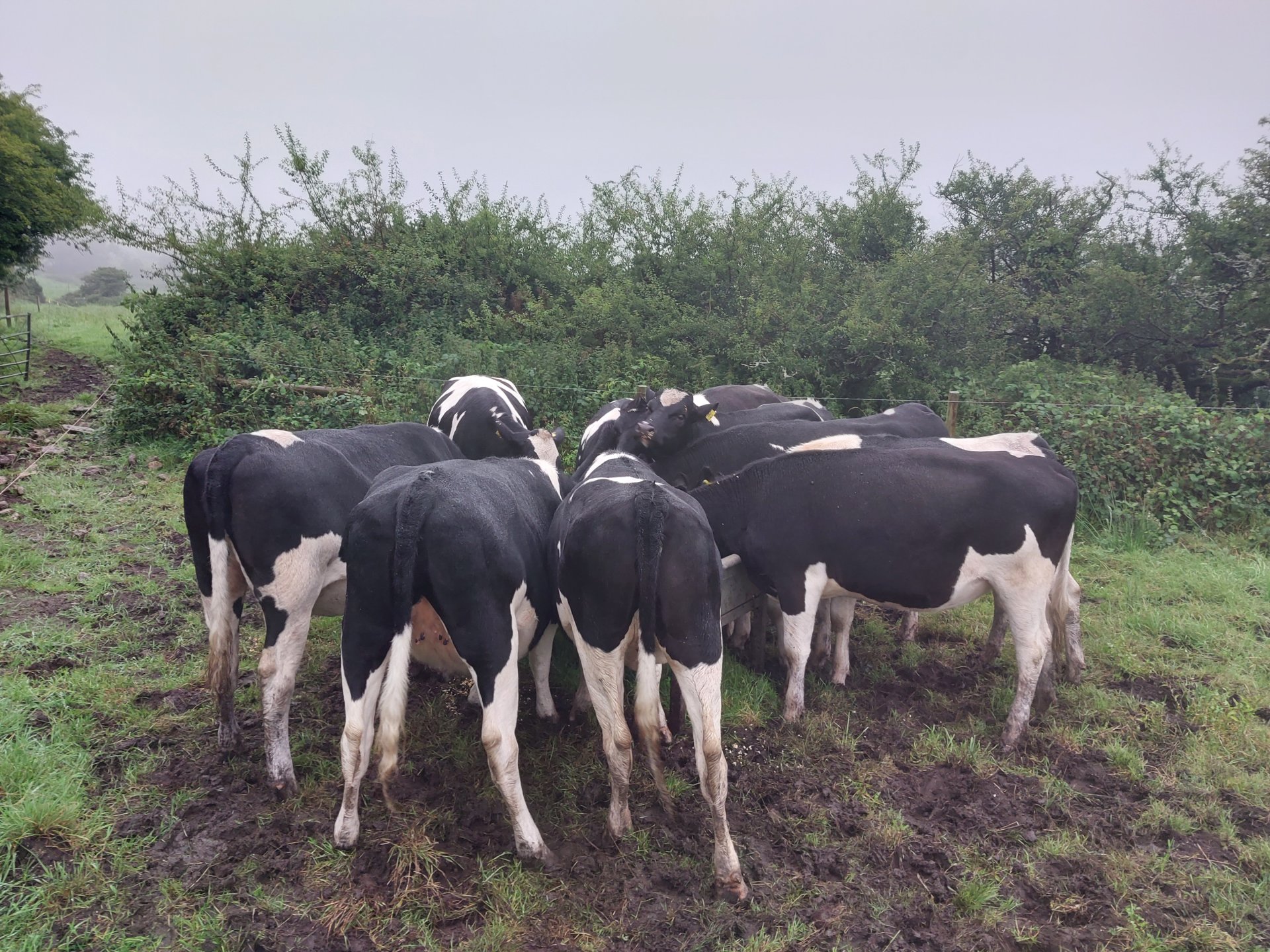 All things Dairy | Page 3362 | The Farming Forum