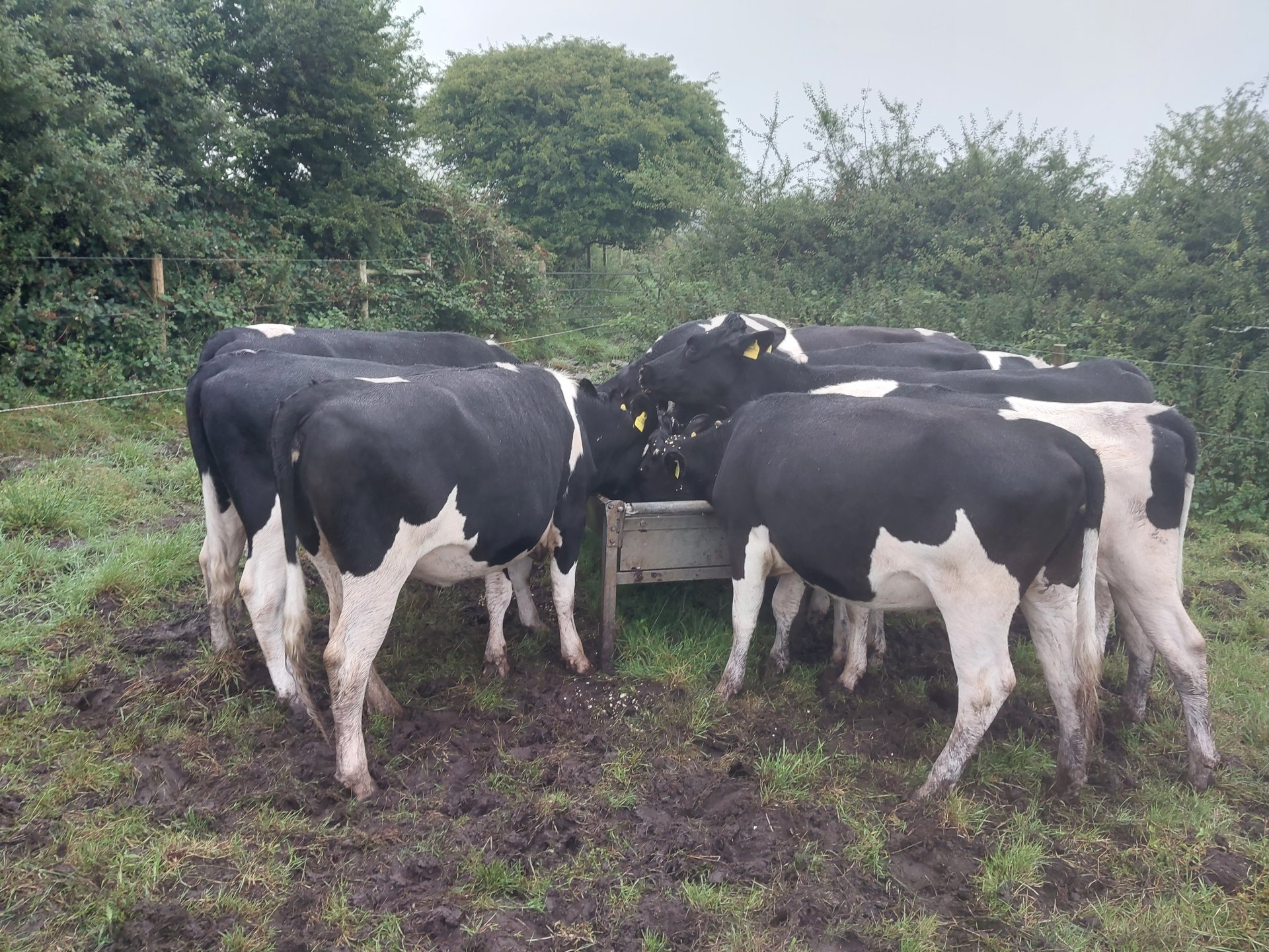 All things Dairy | Page 3362 | The Farming Forum