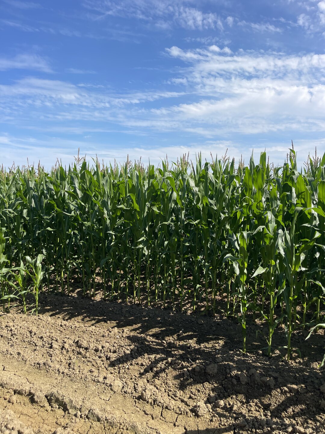 Maize 24 | Page 29 | The Farming Forum