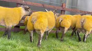 Confessions of the Sheep/Beef Cattle/Pig Addicts | Page 3688 | The ...