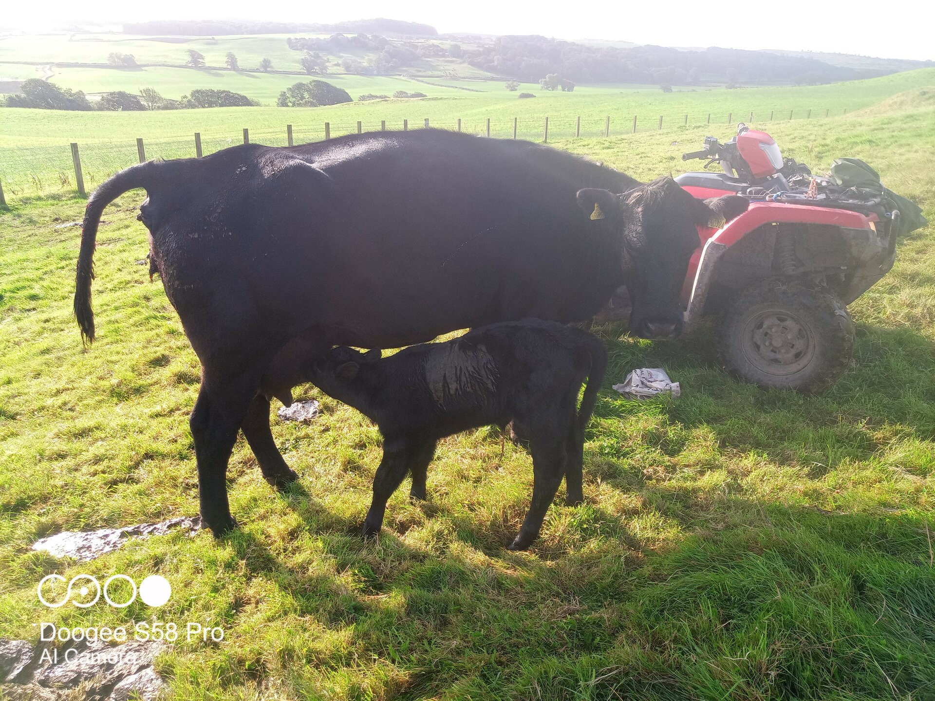 Livestock pictures | Page 253 | The Farming Forum