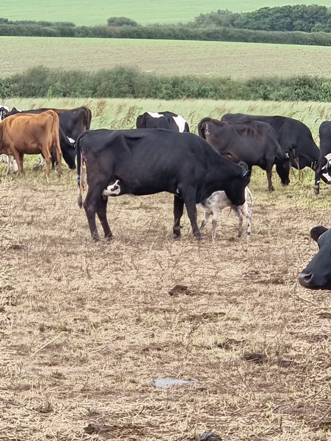 Newborn calf feeding protocols | Page 3 | The Farming Forum