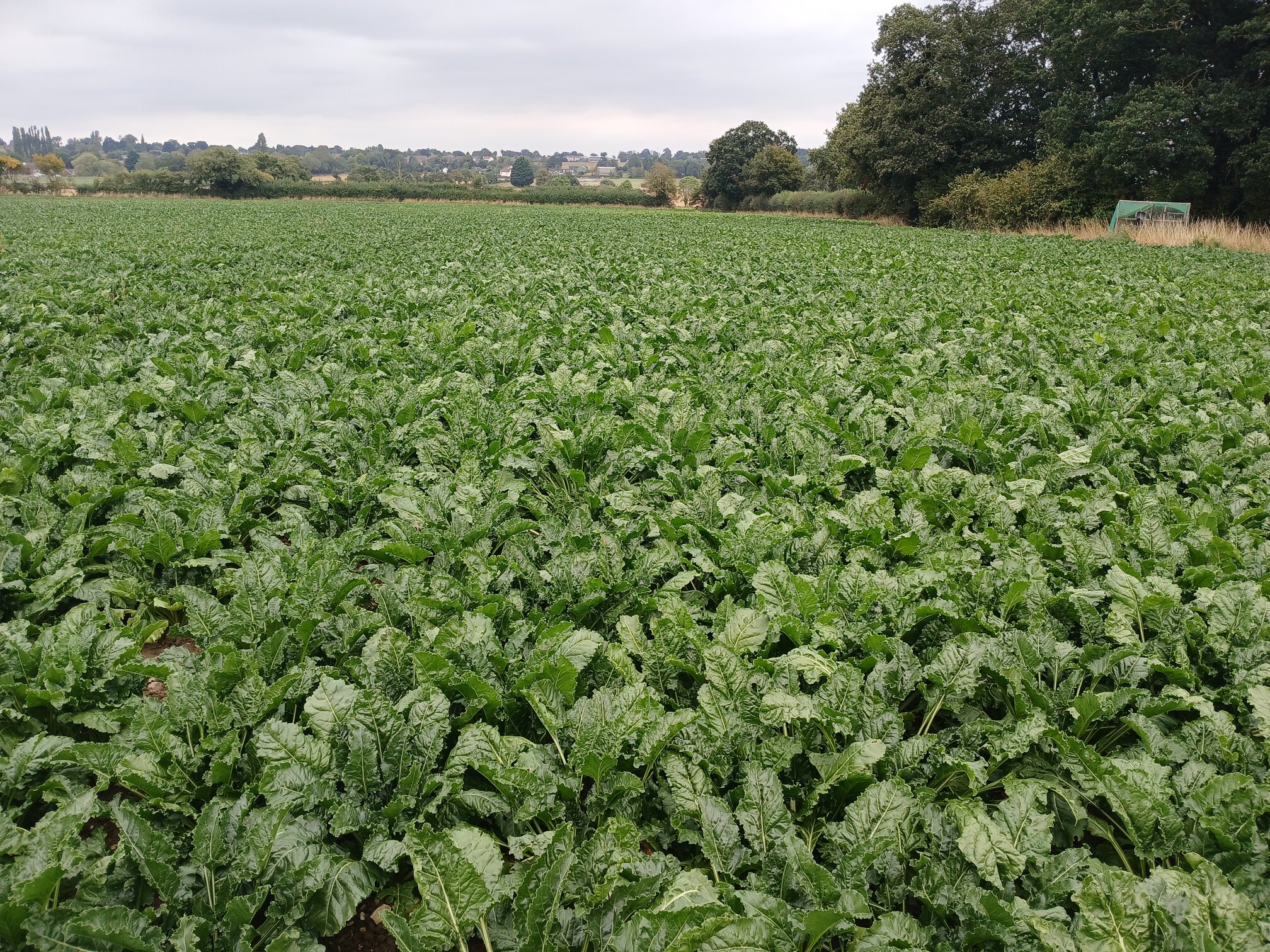 Beet 2024 | Page 29 | The Farming Forum