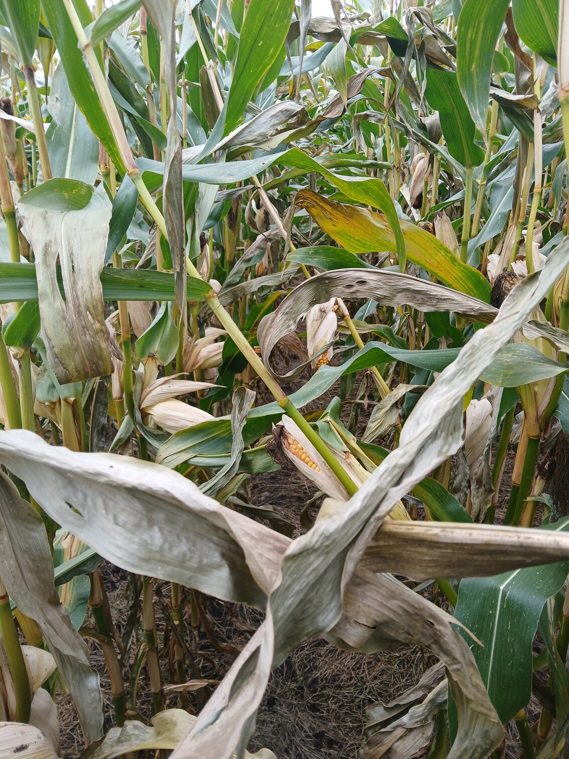 Maize 24 | Page 33 | The Farming Forum