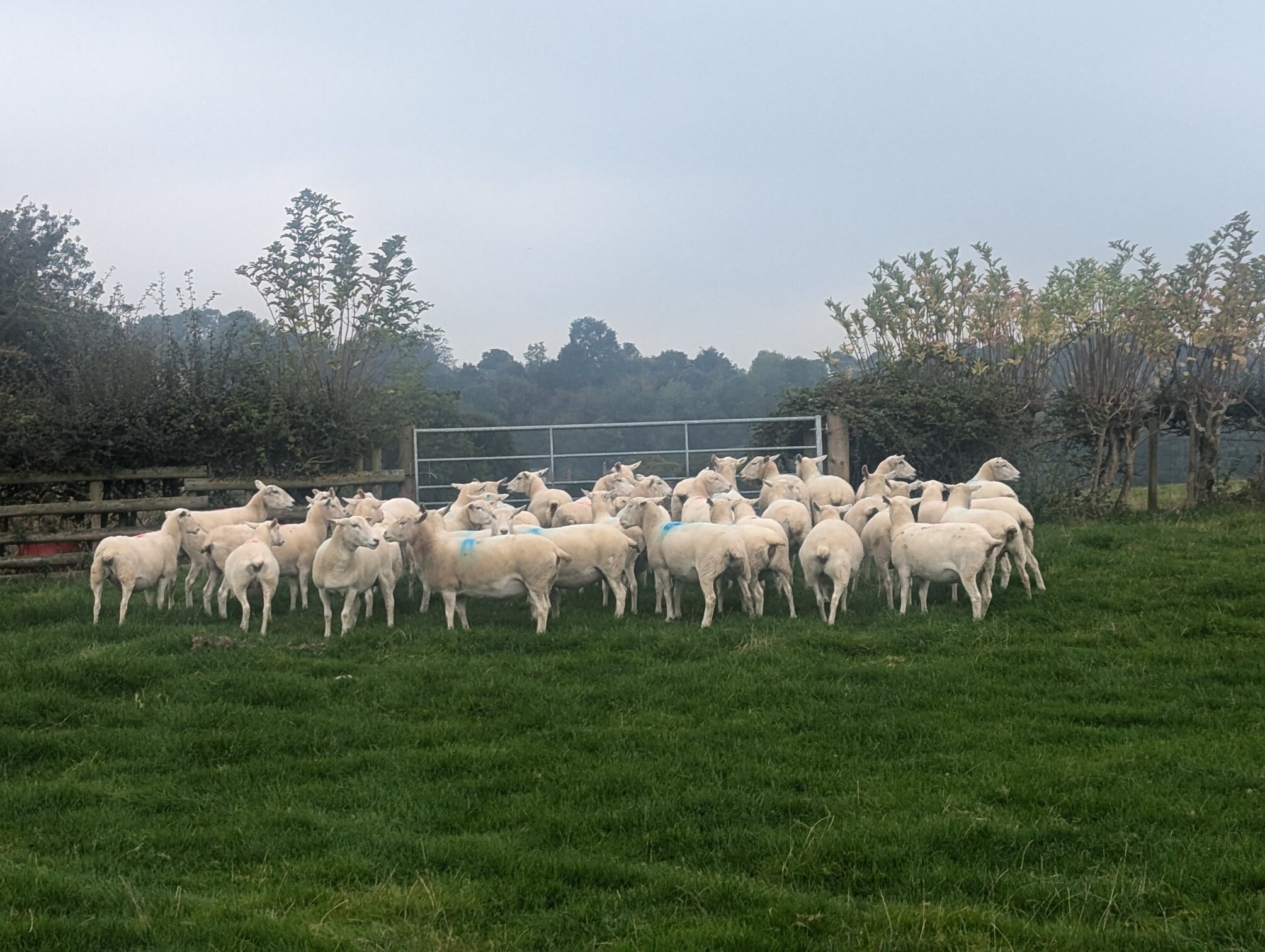 45 Exlana & Texlana X MV accredited ewes. | The Farming Forum