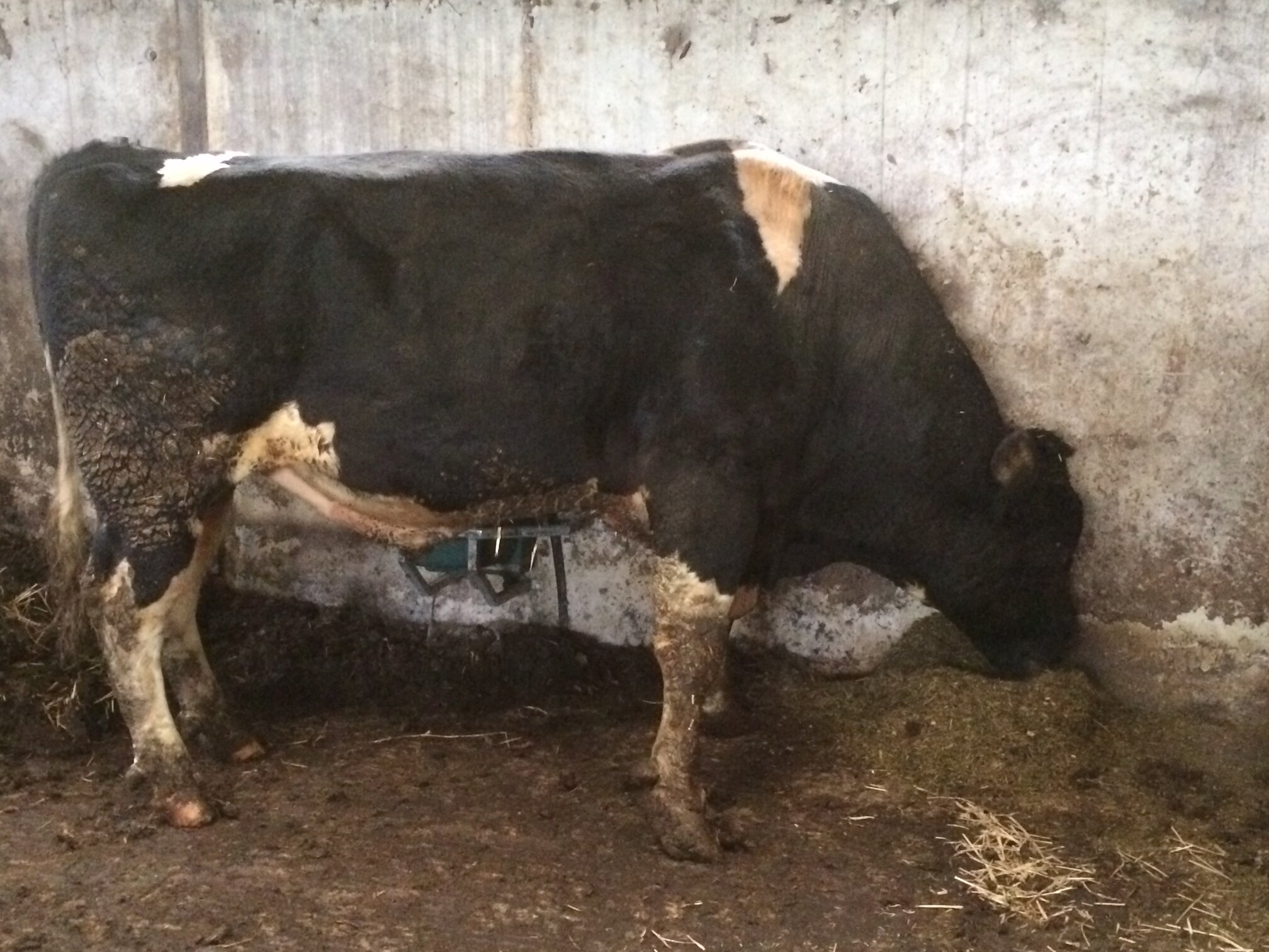 Ireland Genetics | Page 2 | The Farming Forum