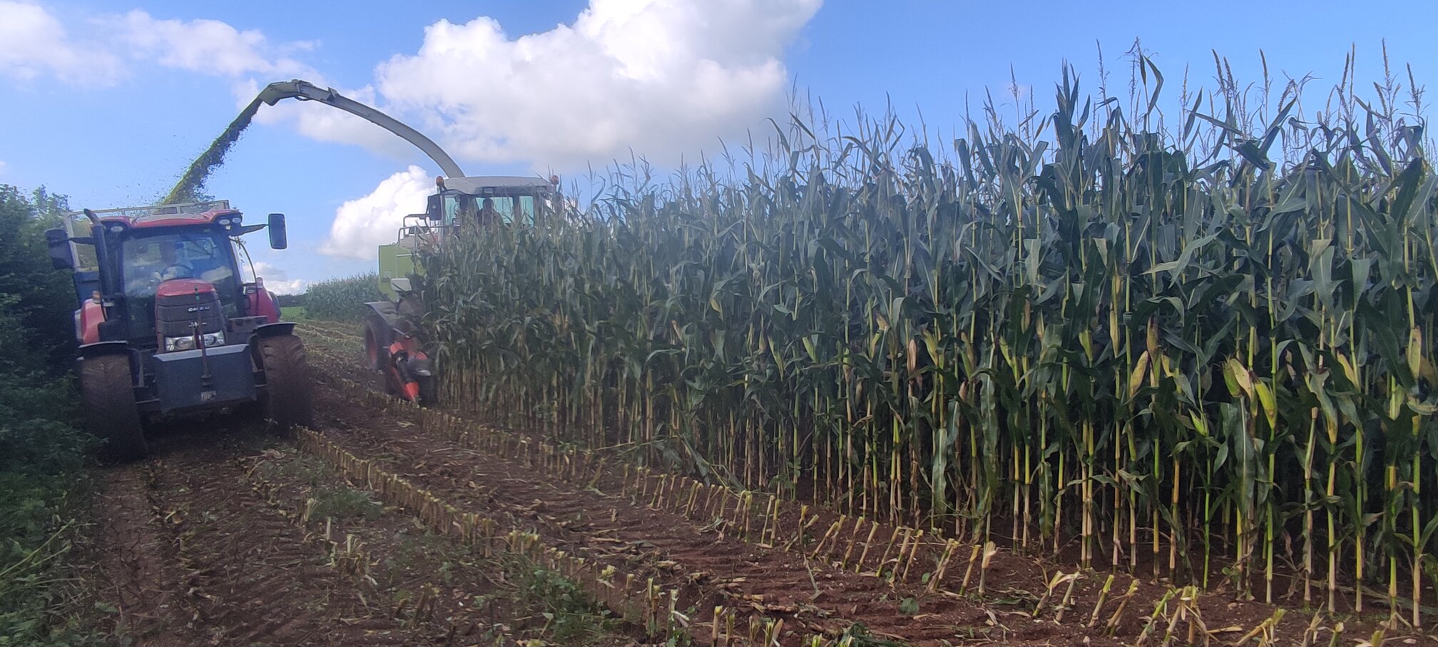 Maize 24 | Page 36 | The Farming Forum