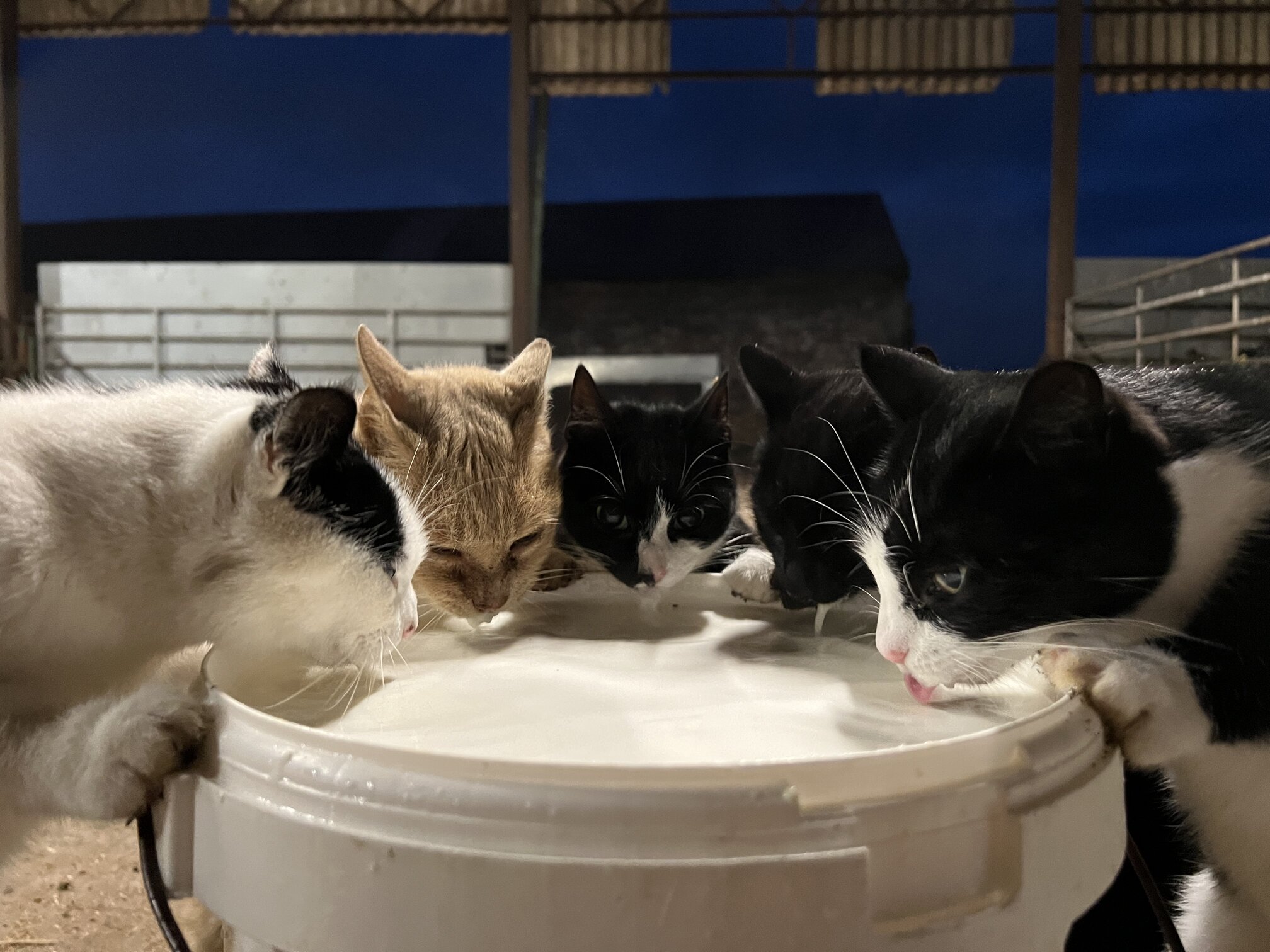 Farm cats (and kittens) | Page 8 | The Farming Forum