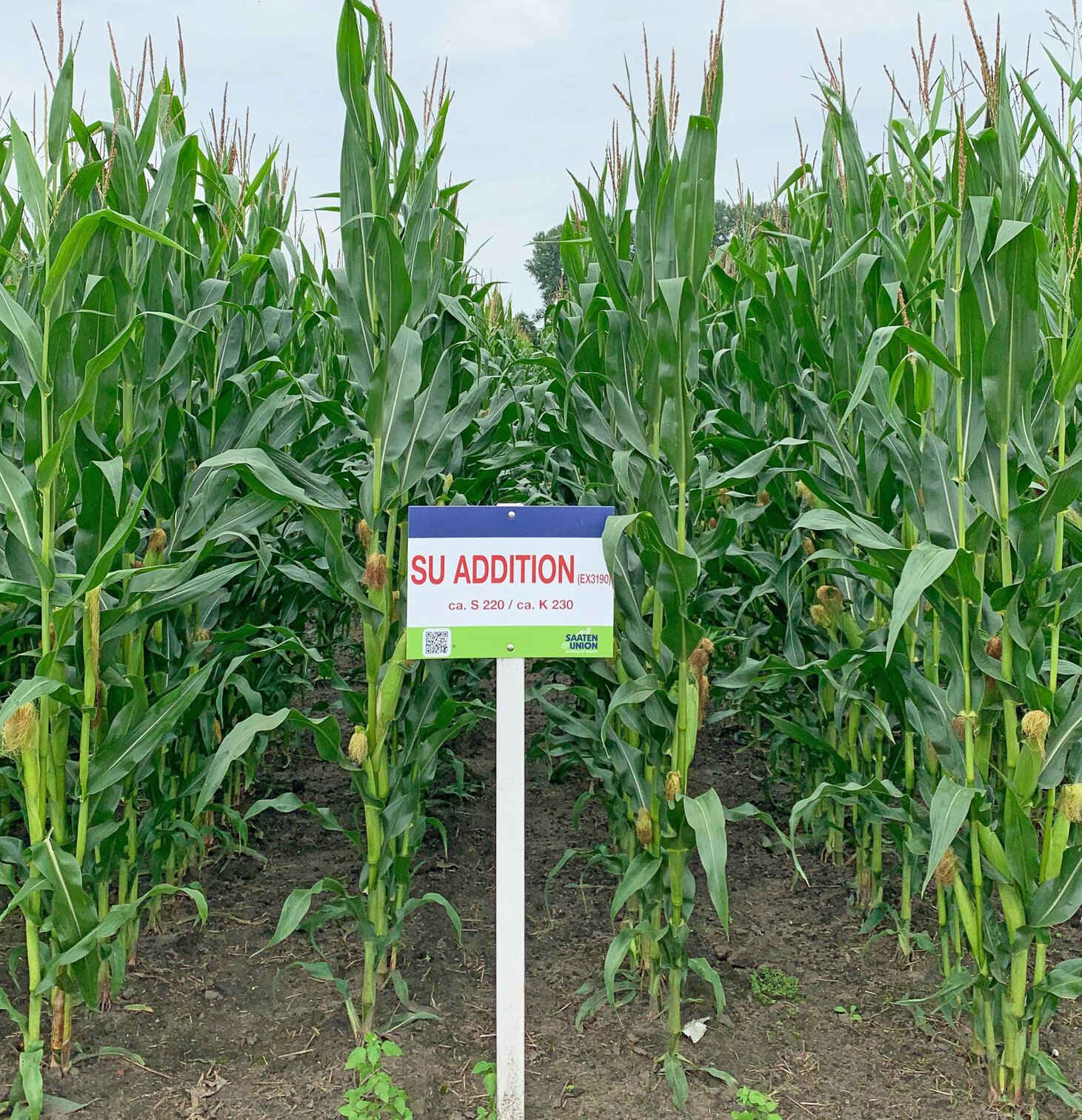 Navigating the maize maze | The Farming Forum