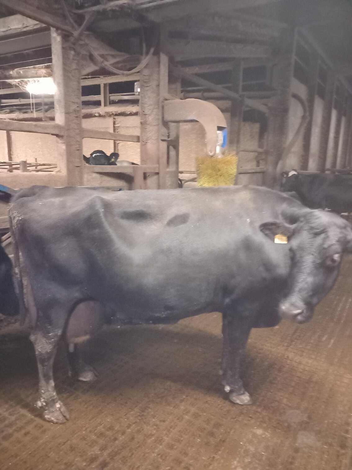 All things Dairy | Page 3453 | The Farming Forum