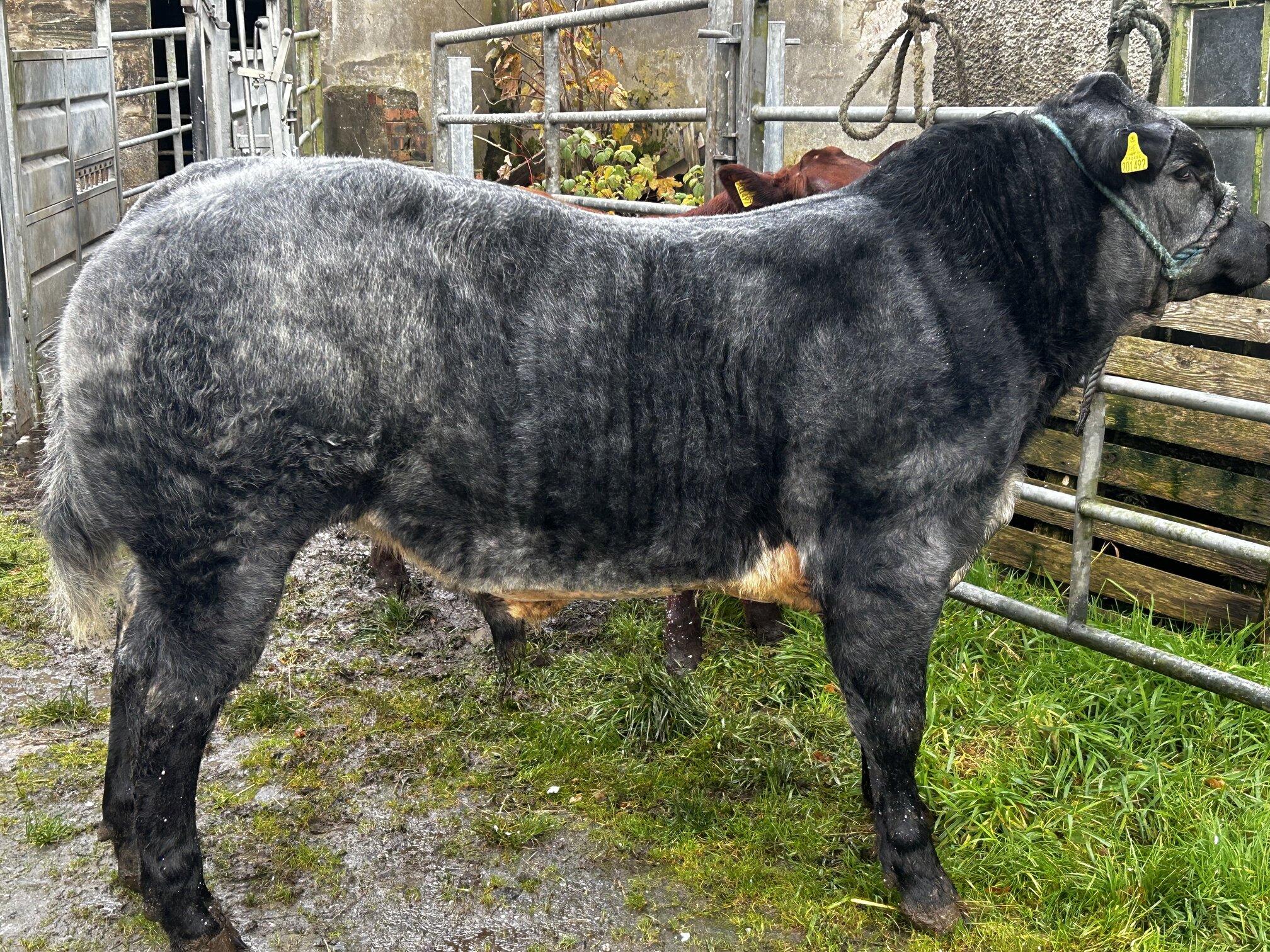 Bullocks for sale. UA Stirling | Page 26 | The Farming Forum