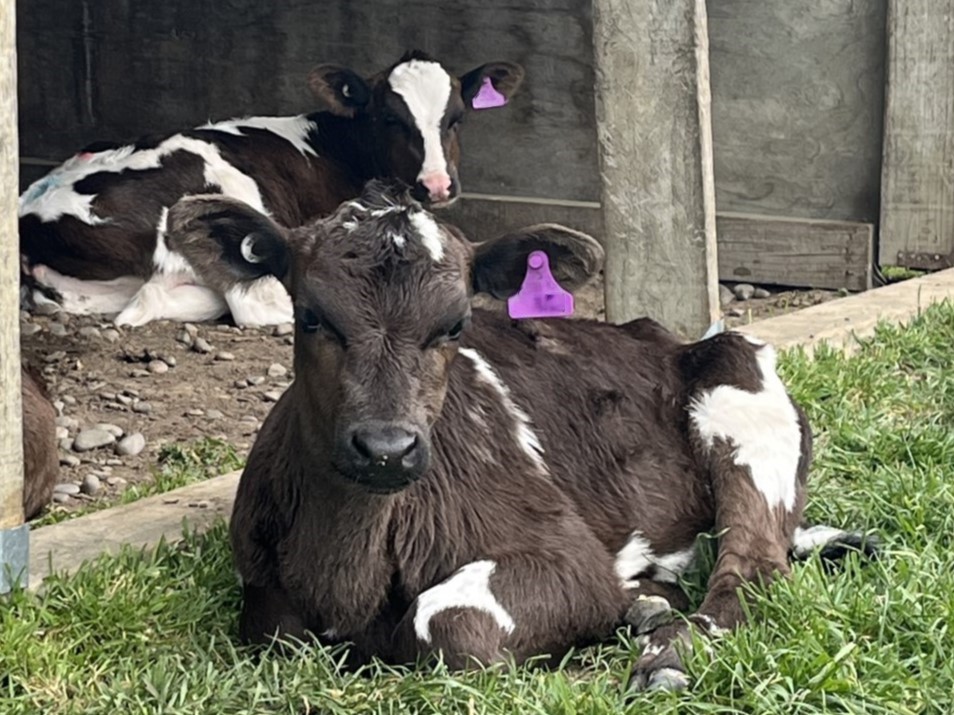 Calf rearing questionnaire | The Farming Forum
