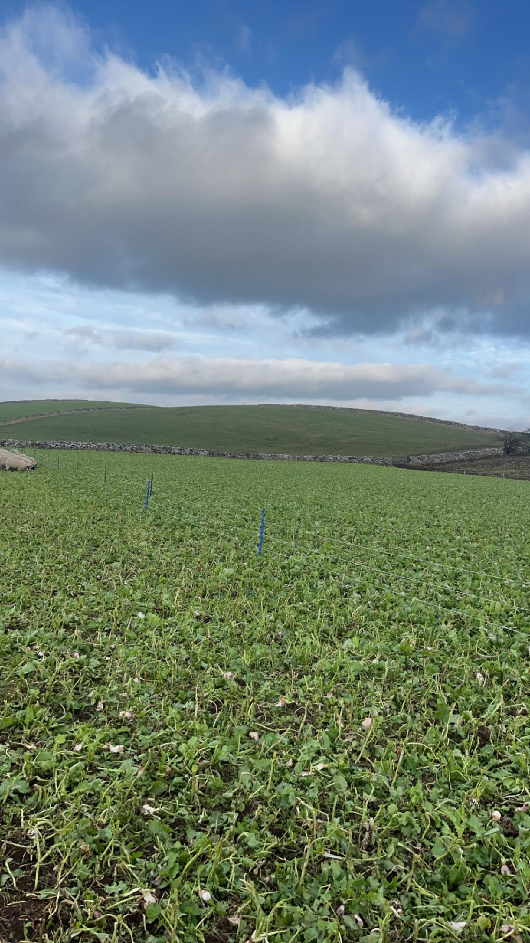 Growing stubble turnips/Kale back to back | The Farming Forum